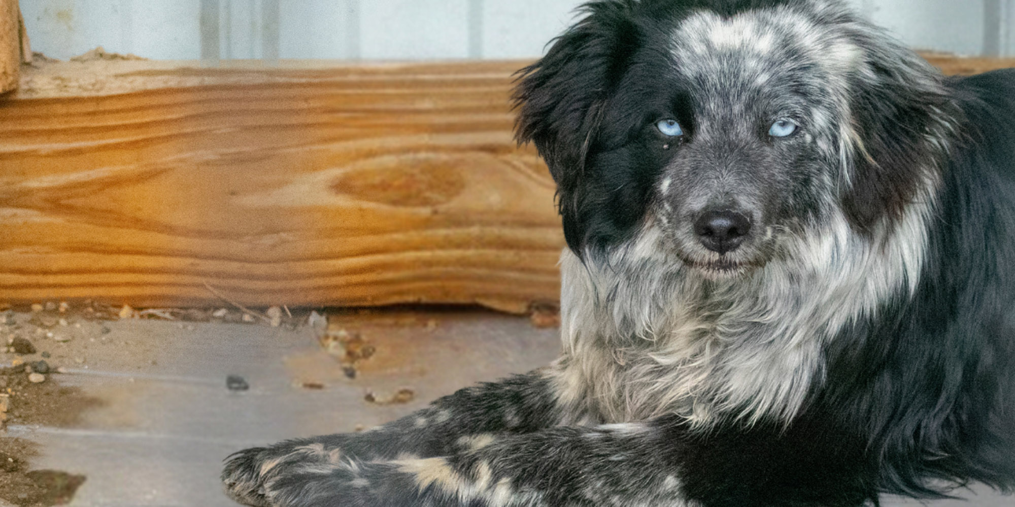 Reservation Animal Rescue | Helping Native Pets in Need - PWNA