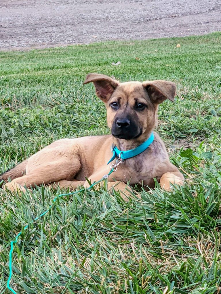Hope for Rez Dogs - PWNA